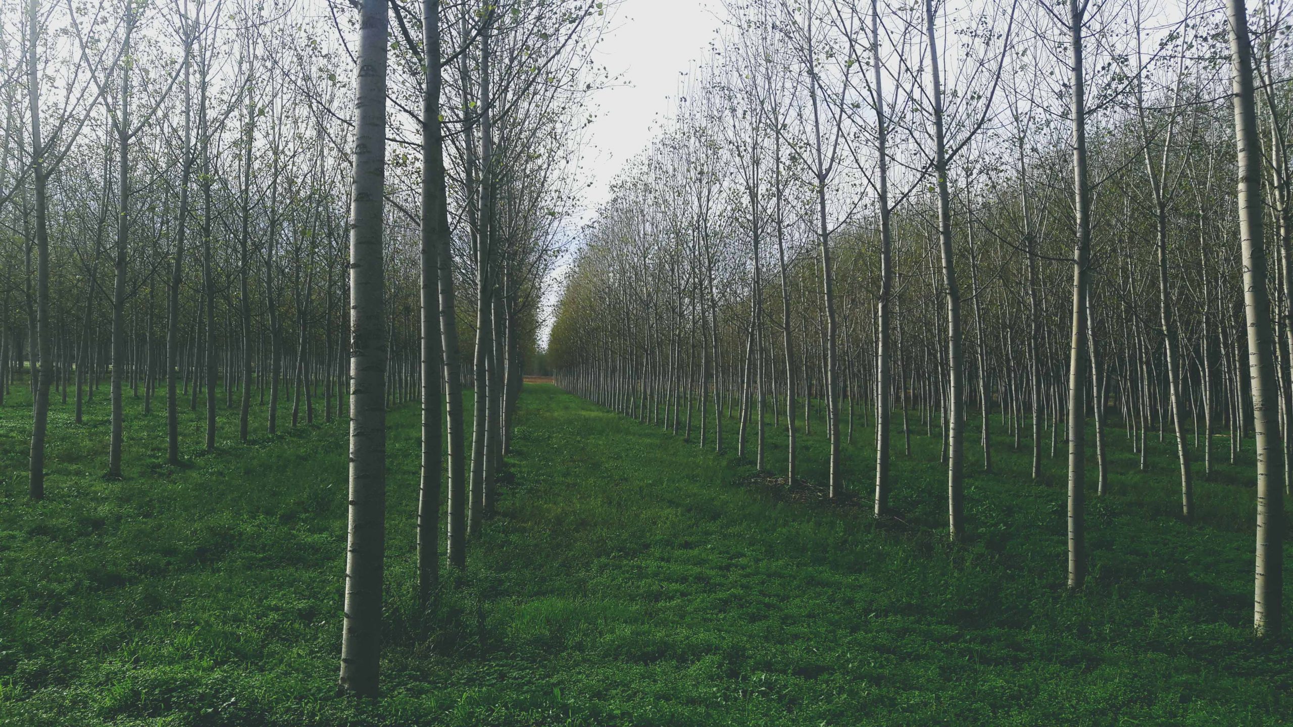 Sono Franco e coltivo Pioppi - Pioppicoltore Franco Barbero