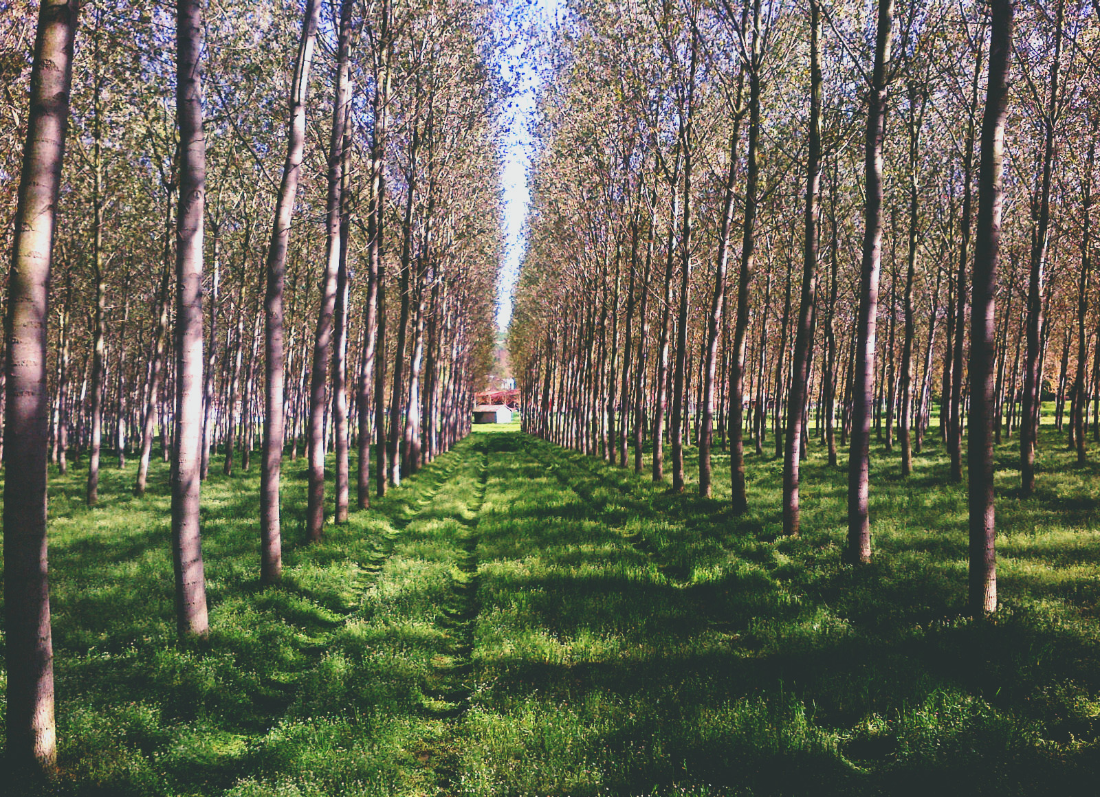 Sono Franco e coltivo Pioppi - Pioppicoltore Franco Barbero
